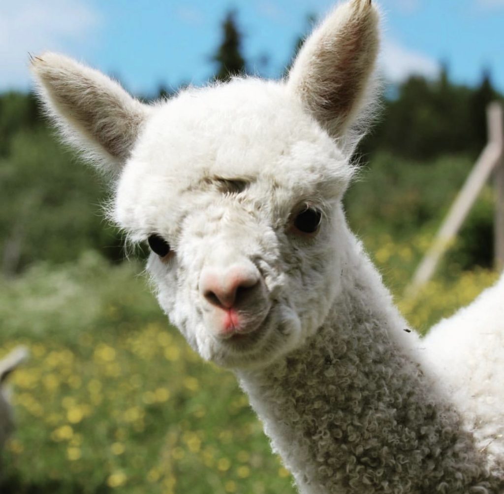 alpakka – Dyr for Alle