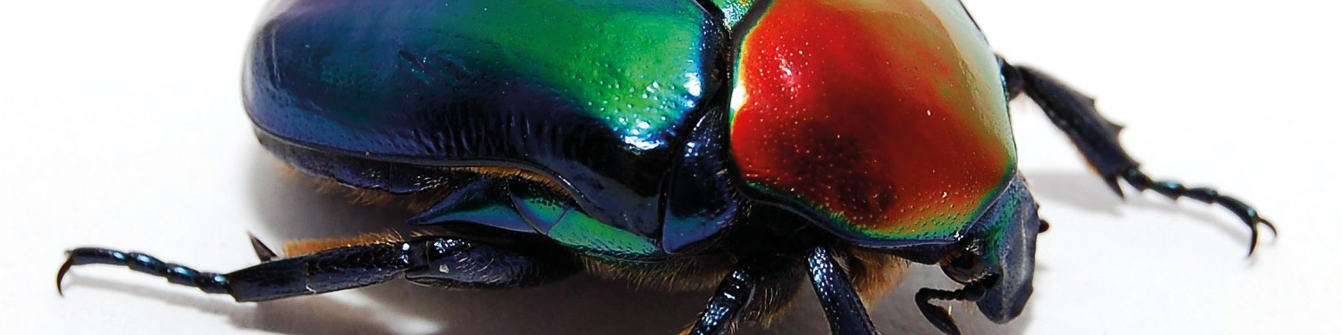 bille_1920x480 – Dyr for Alle