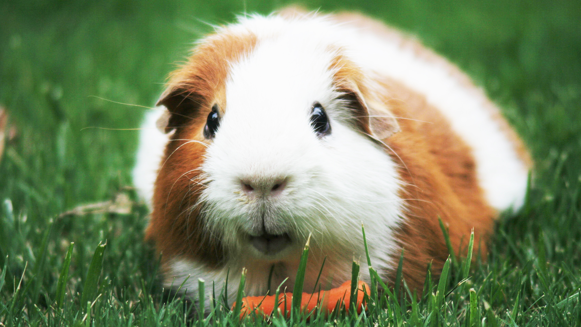 Marsvin – kvikke og vaktsomme – Dyr for Alle